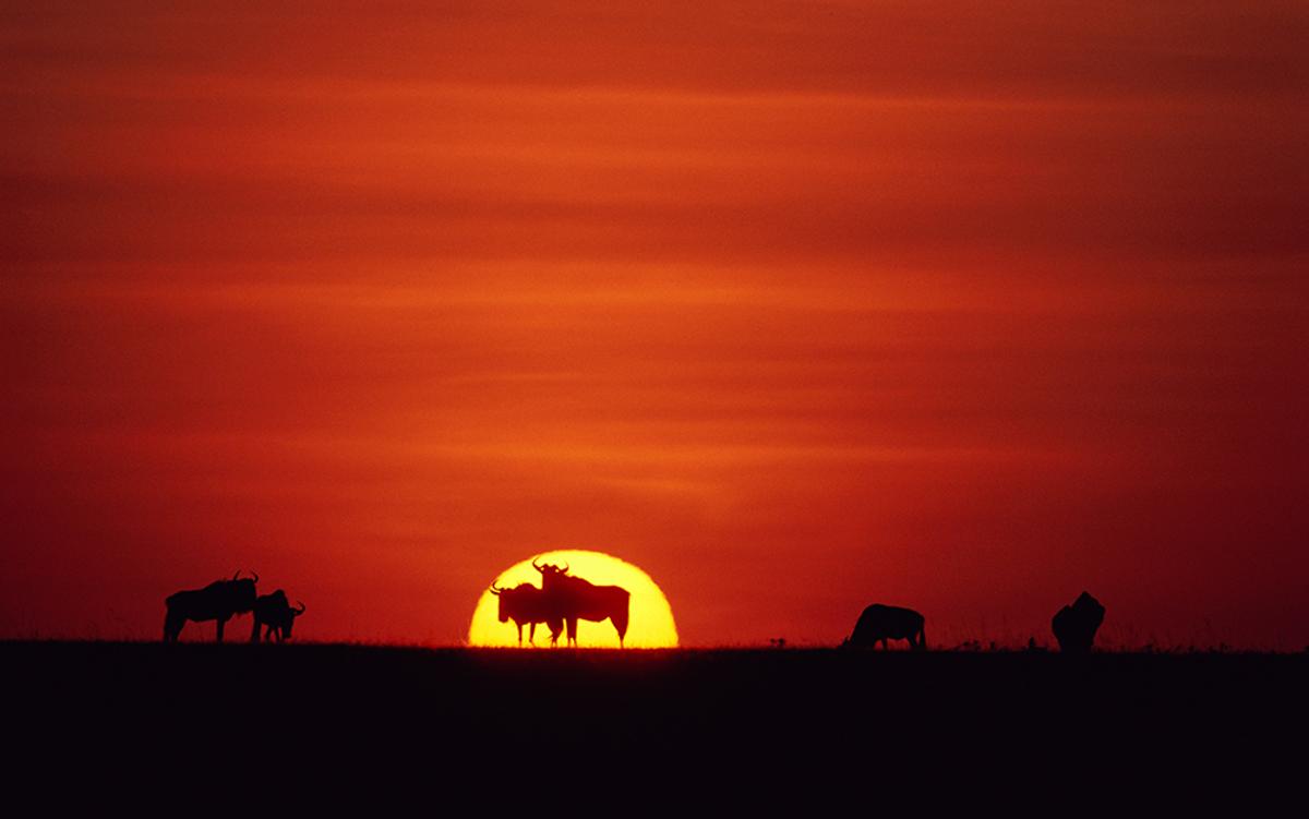 Half of the Earth must be preserved for nature conservation | Aeon Essays