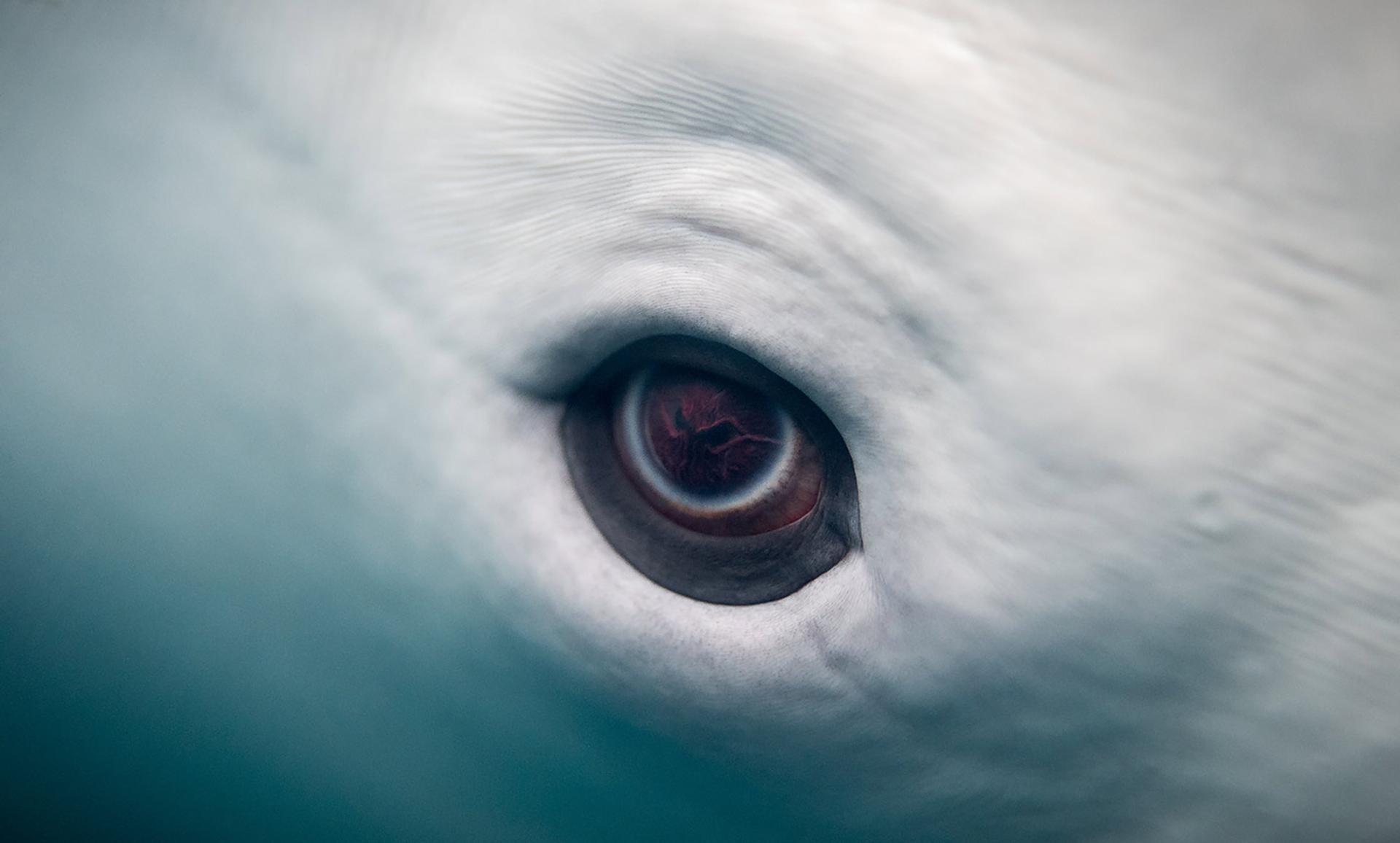 Do only humans have souls, or do animals have them, too? | Aeon Ideas