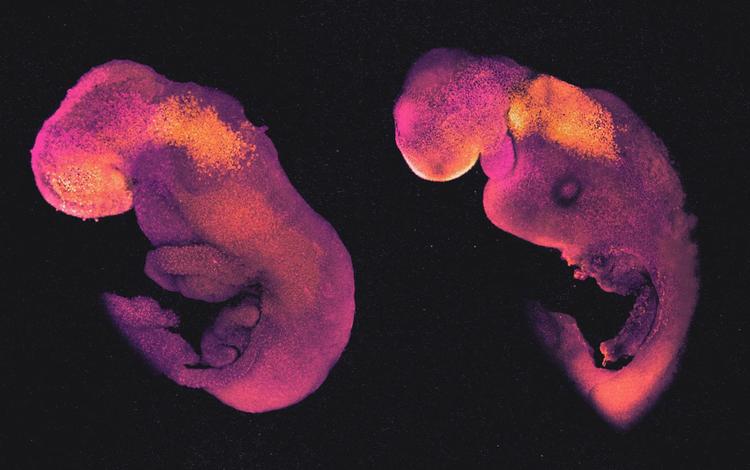 After 3,000 years of science, the embryo is very different | Aeon Essays