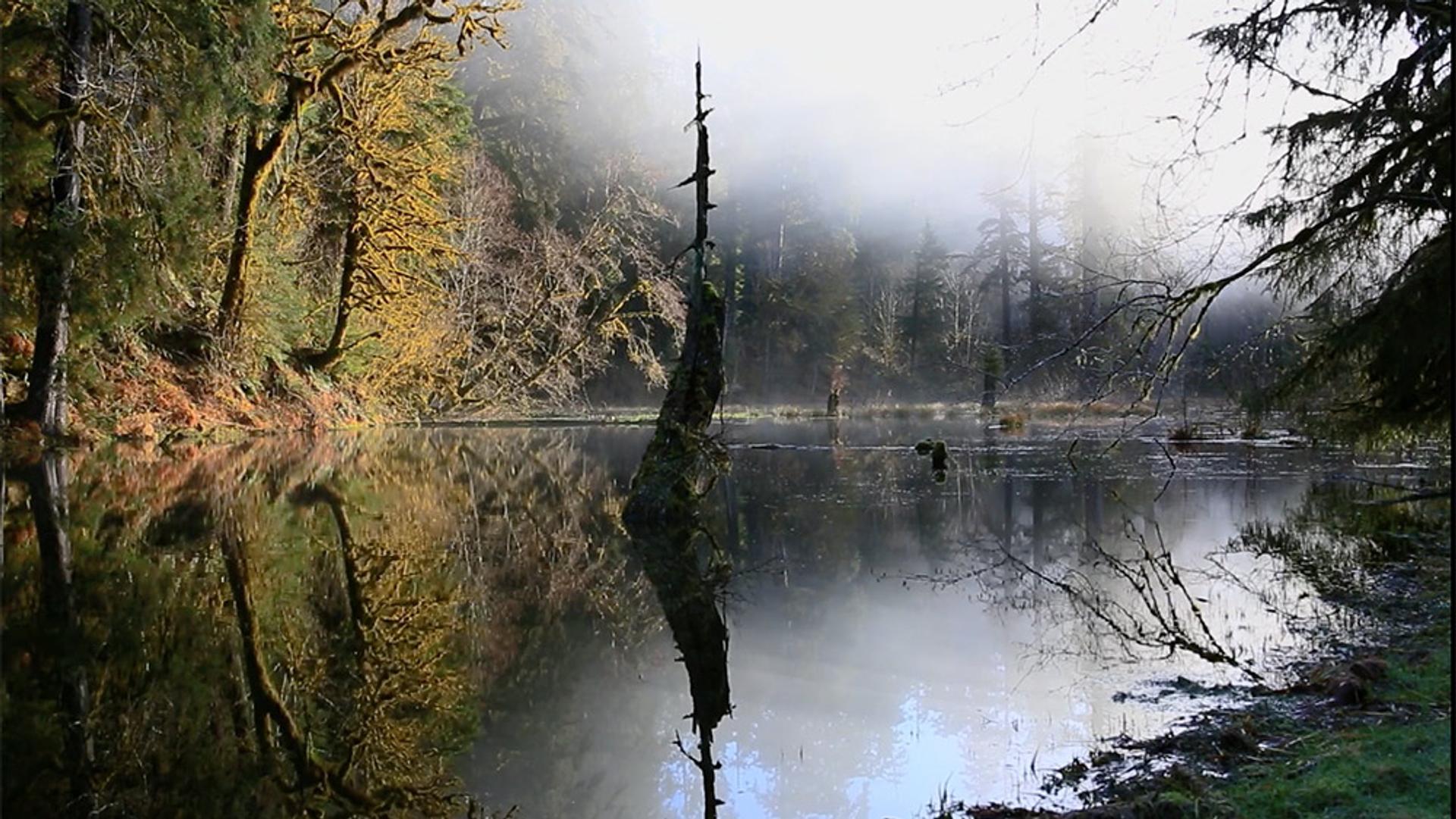 The poet Wendell Berry reflects on the sublime peace of escaping into ...