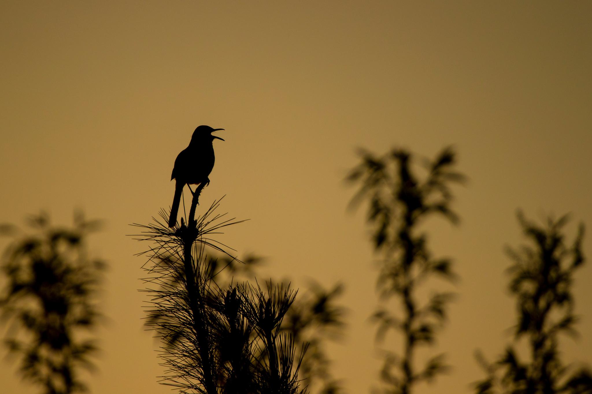 Jay Griffiths | Aeon