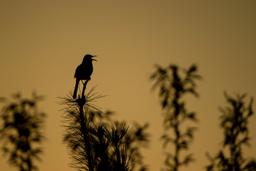 Jay Griffiths | Aeon