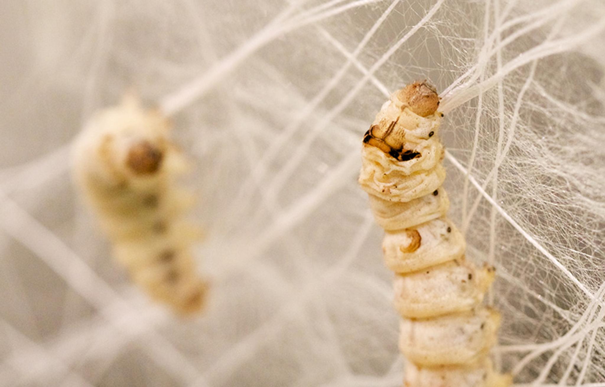 A human–silkworm collaboration shows the way to sustainable design ...