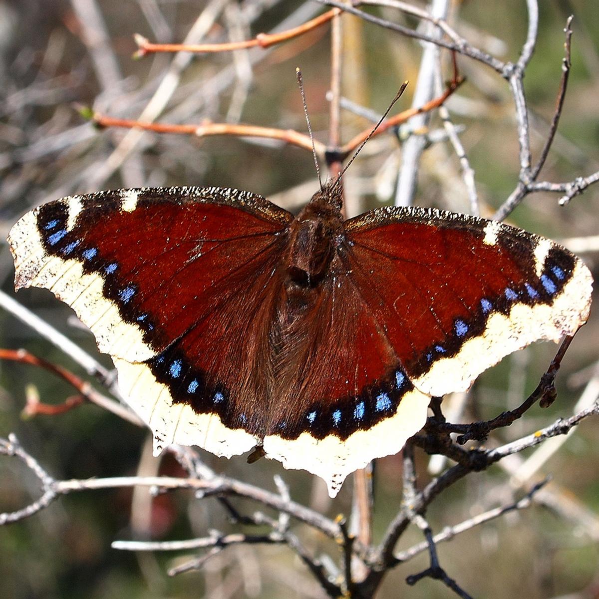 When a season comes early, it has a deadly butterfly effect | Aeon Ideas
