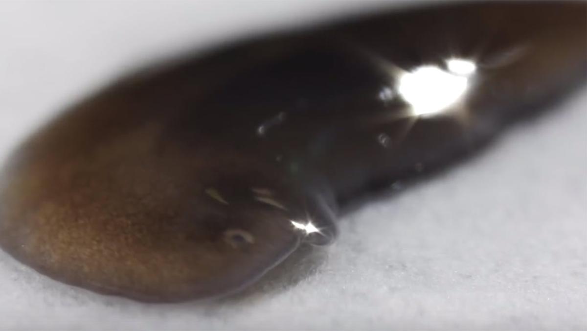 The blob with a superpower: cut a flatworm in four pieces and watch it ...