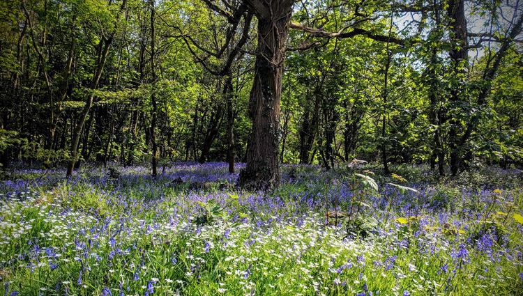 Nature is good for you. That doesn’t mean we should prescribe it ...