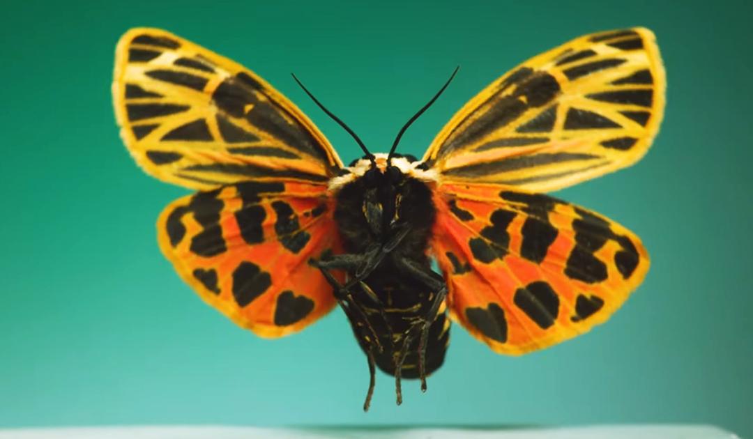 Flashing together: when fireflies meet LEDs, the result is a beautiful ...