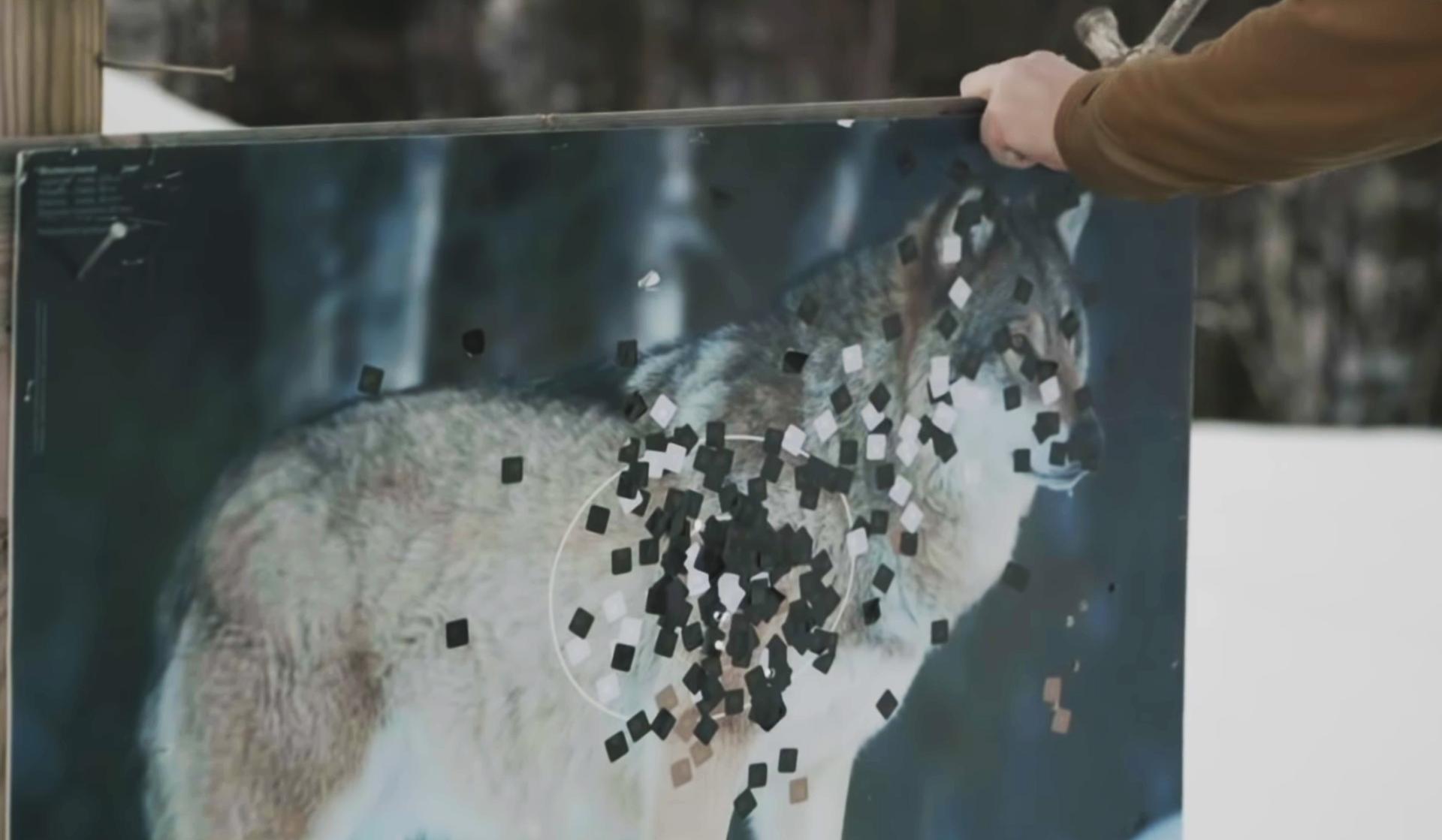 How the return of just 66 wolves rejuvenated Yellowstone’s entire ...