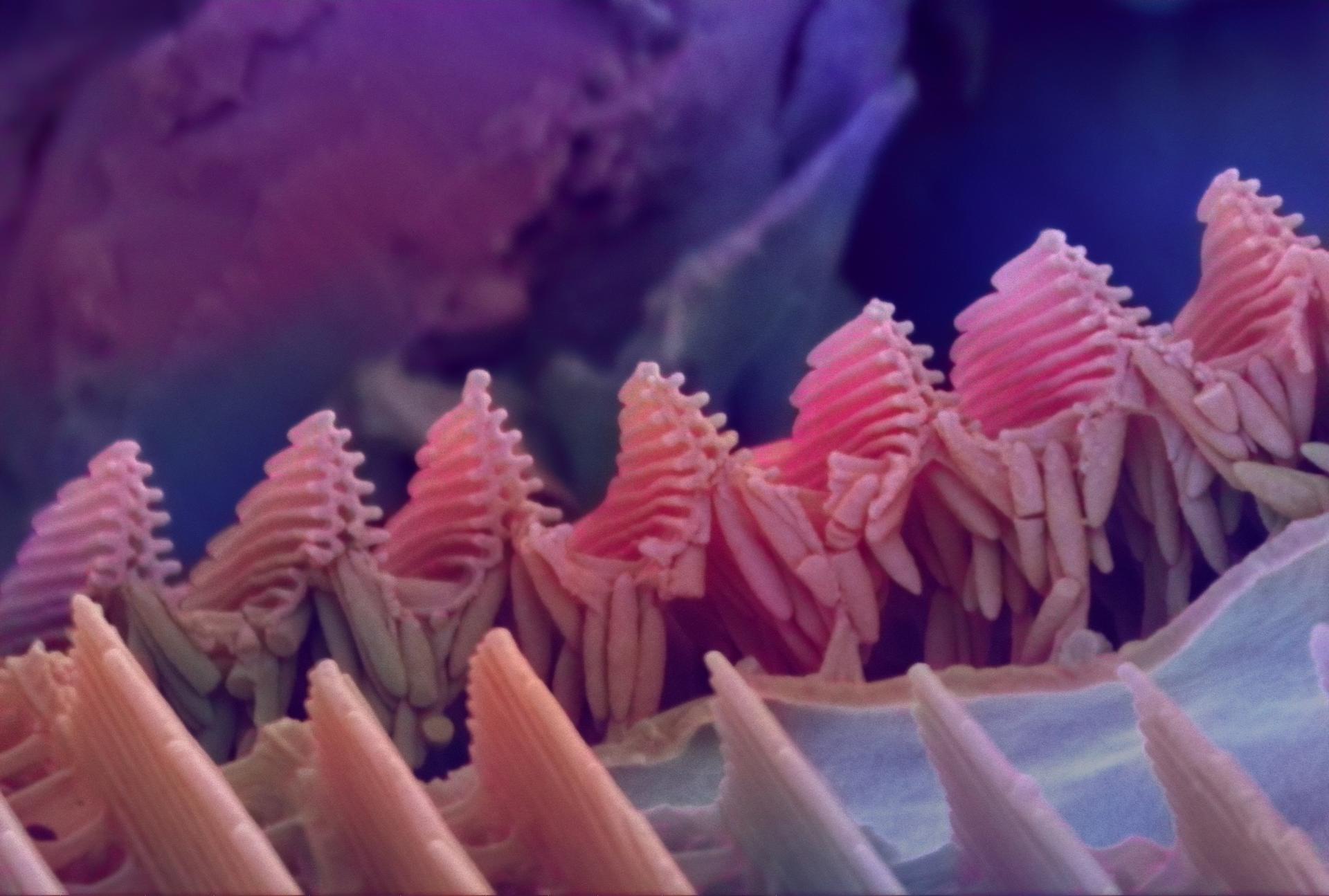 He ate the albatross soup, then shot himself: why? A trippy animation ...