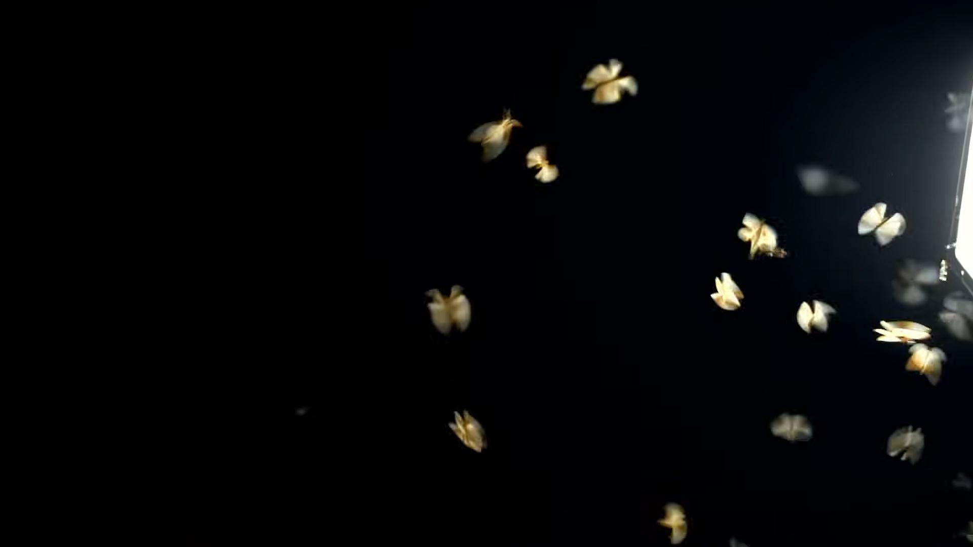 Animals and humans | Aeon