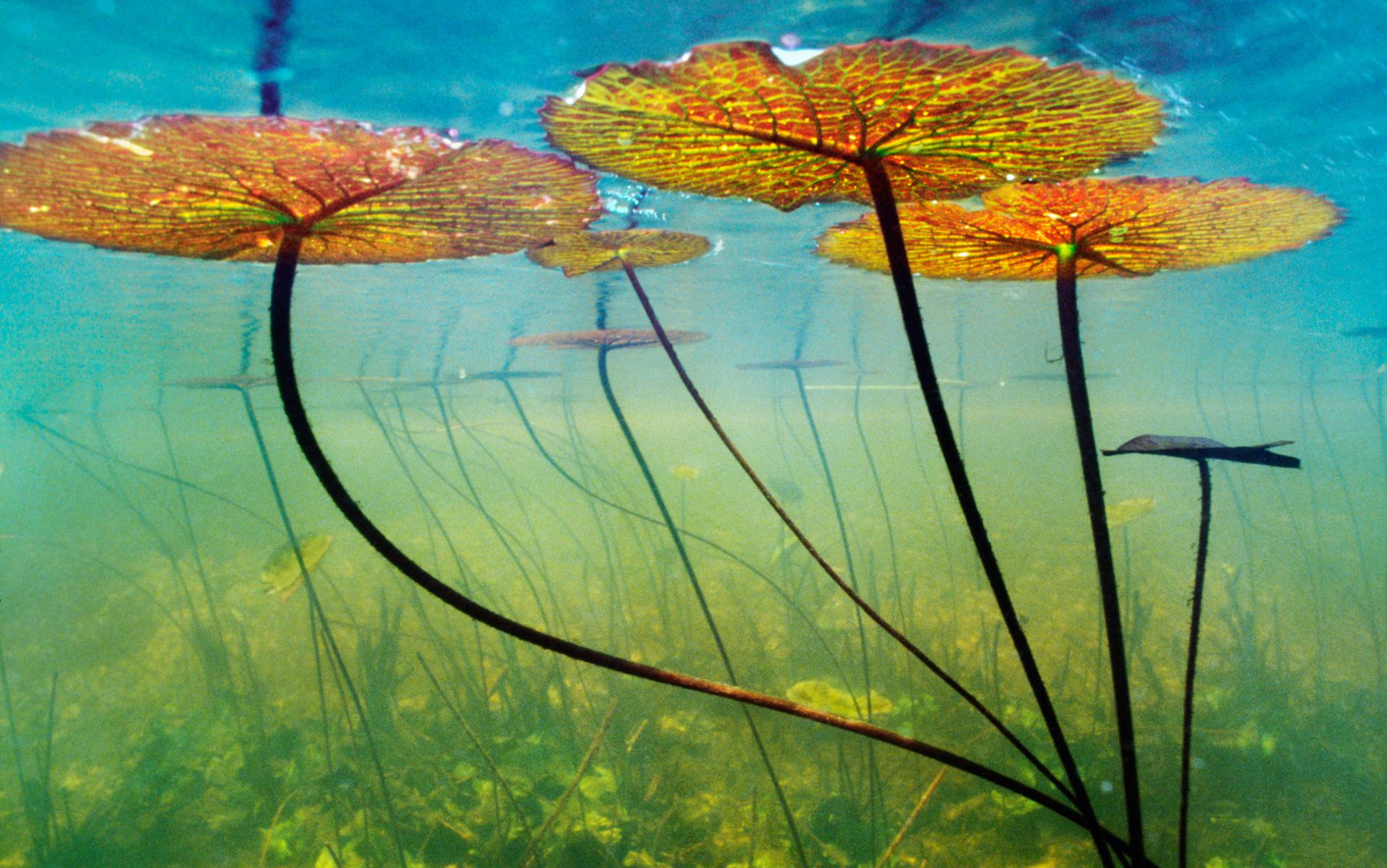 The Gaia hypothesis reimagined by one of its key sceptics | Aeon Essays