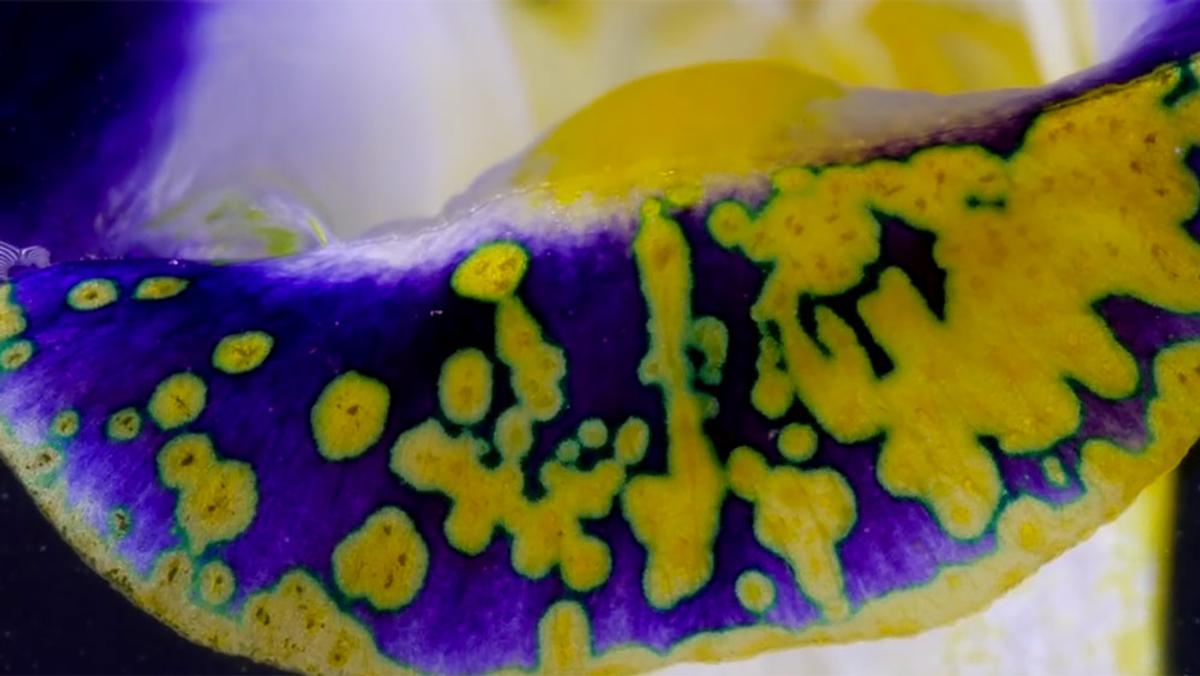 Dazzling macro photography reveals the marvels of chemicals meeting ...