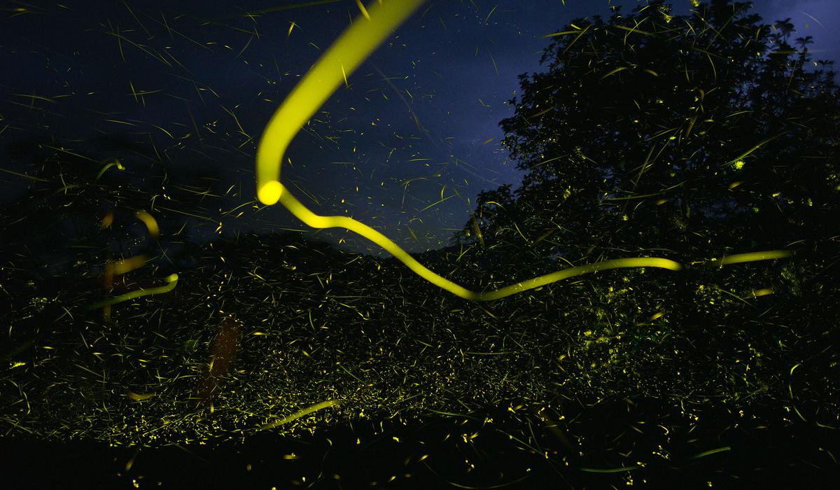 Experience the dazzling displays that fireflies create when humans are ...
