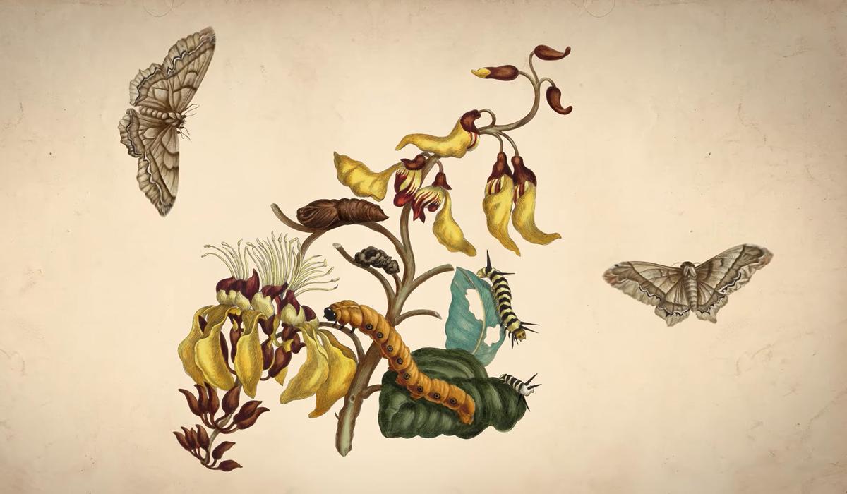 In the jungle of Suriname, Maria Sibylla Merian discovered insect ...
