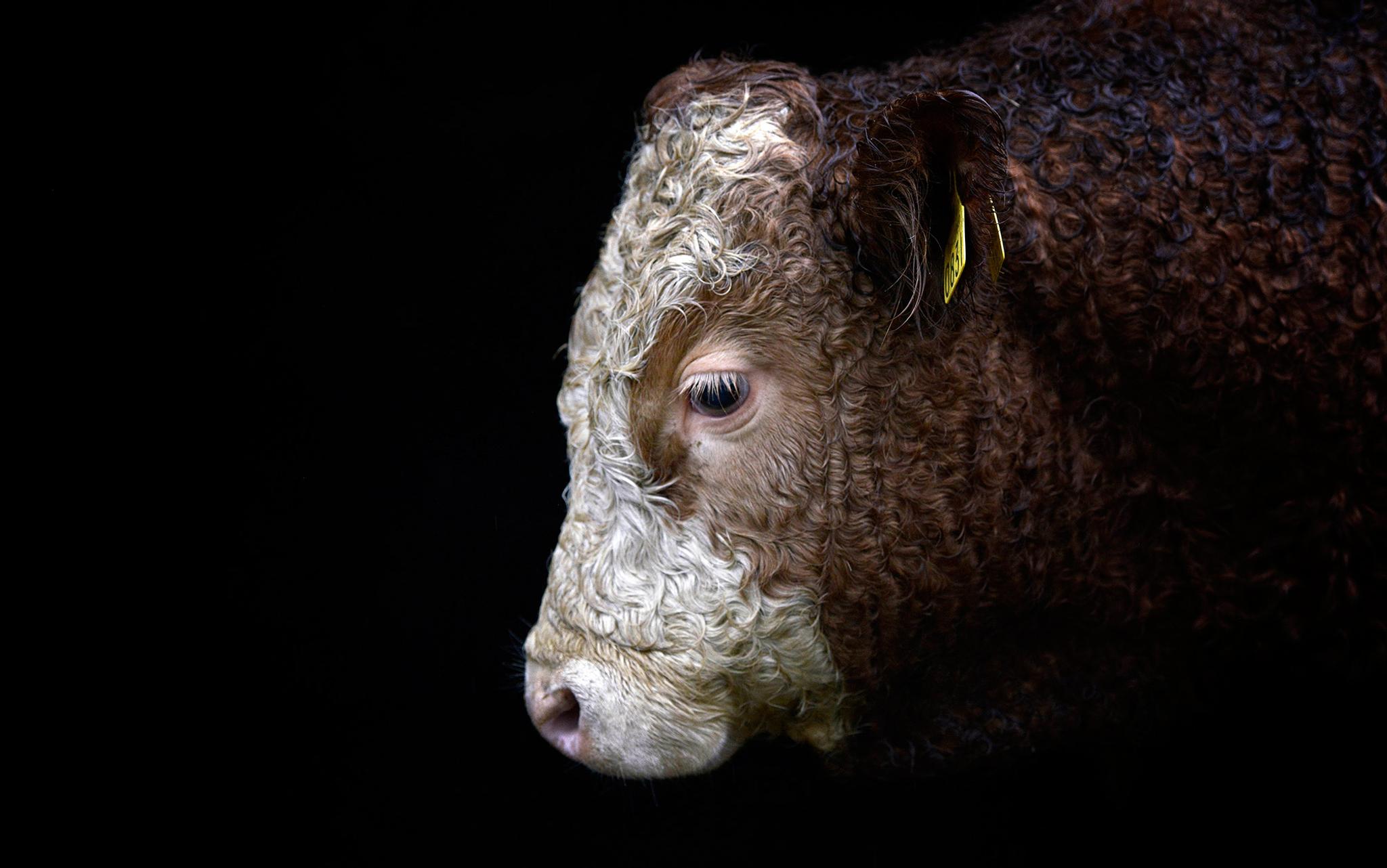 What makes a better world: lab-grown meat or humane farming? | Aeon Essays