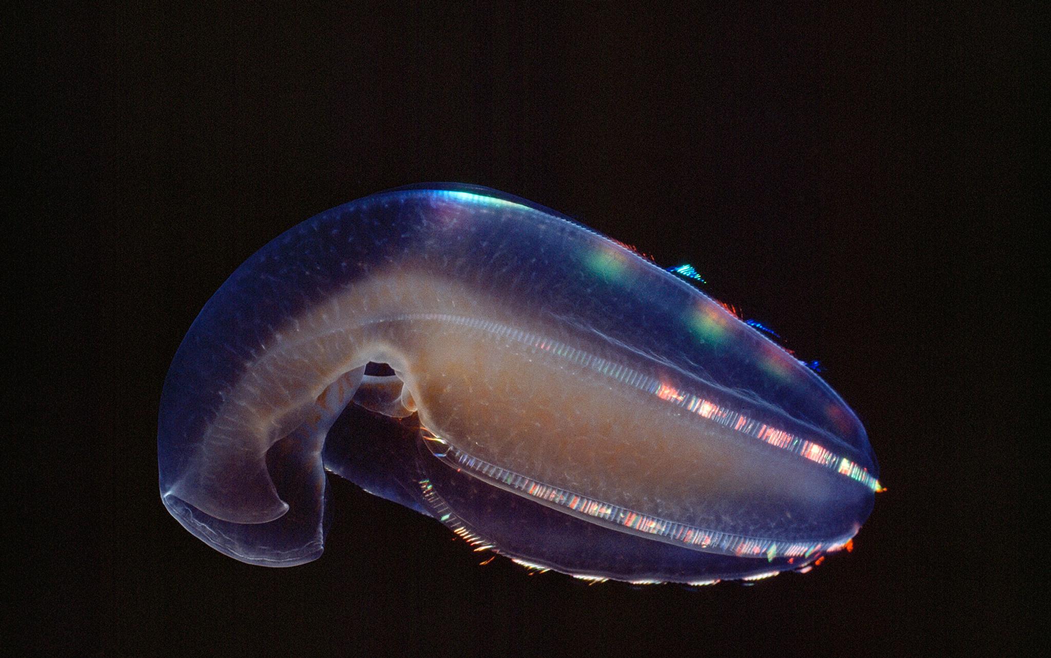 What the ctenophore says about the evolution of intelligence | Aeon Essays
