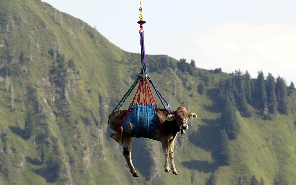 Swiss flying cows – is this the future? | Aeon Essays