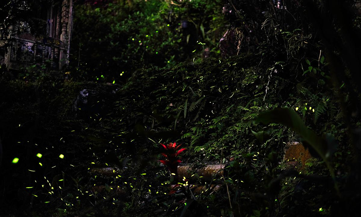 Why we must keep the fires of the magical firefly burning | Aeon Ideas