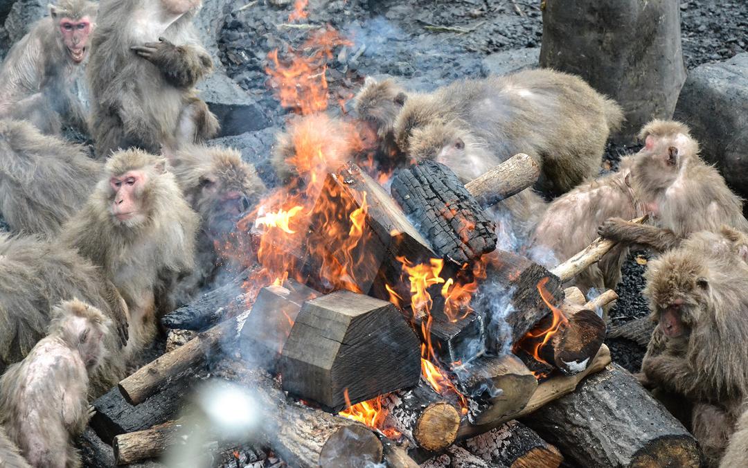 How animal uses of fire help to illuminate human pyrocognition | Aeon ...