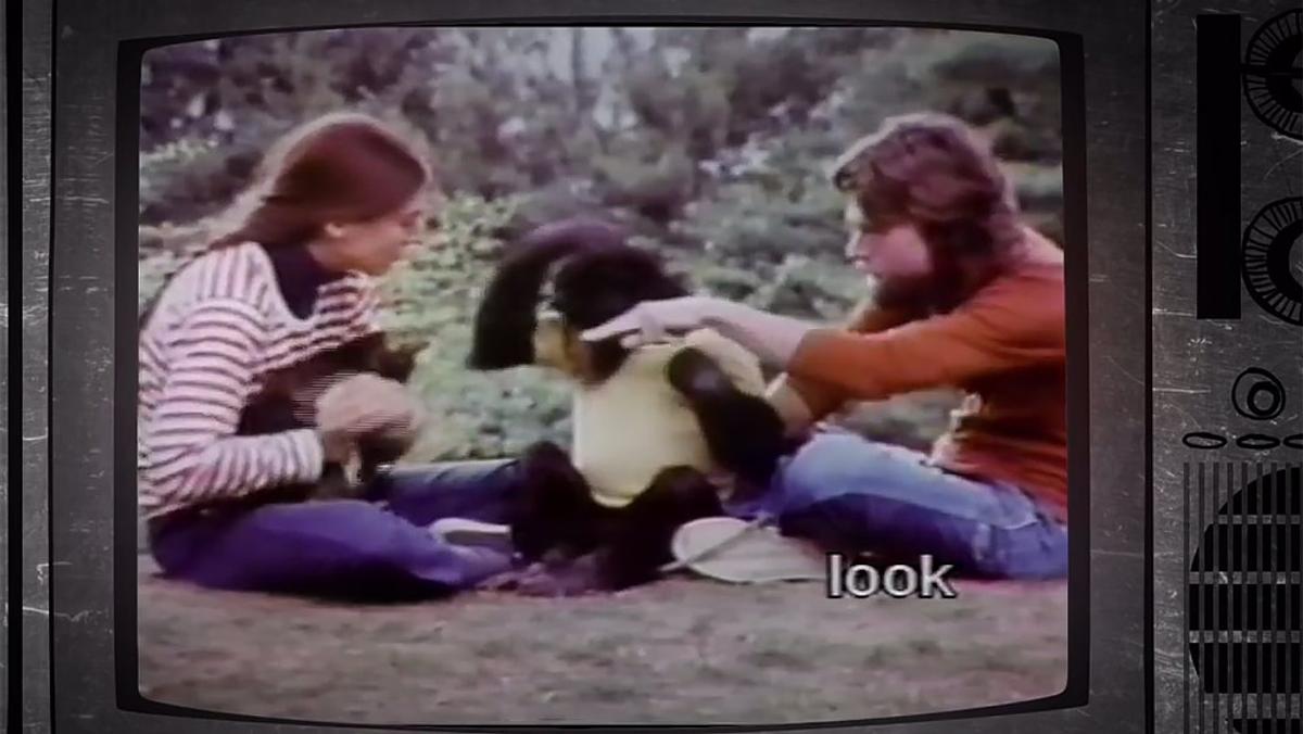 People have been trying to talk with apes for nearly a century. How far ...
