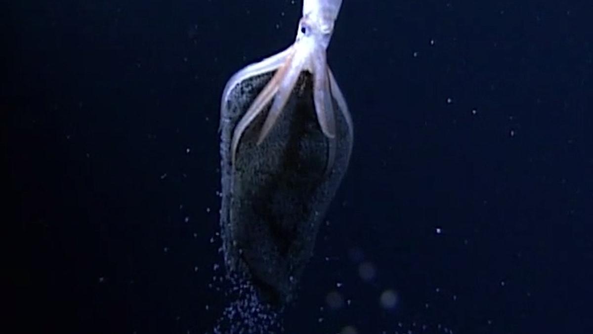 An underwater journey reveals the strange birthing process of a deep ...