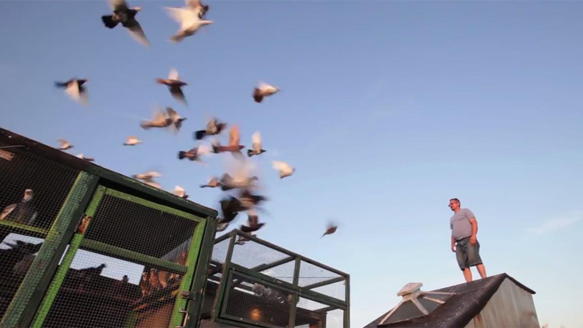 A tour of the Brooklyn rooftops where man’s best friend has a beak and ...