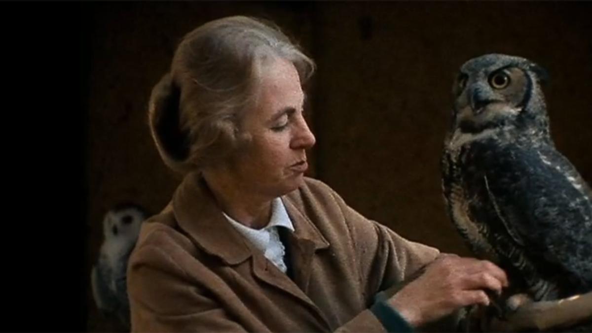 A gentle stroll through an owl sanctuary might just restore your faith ...
