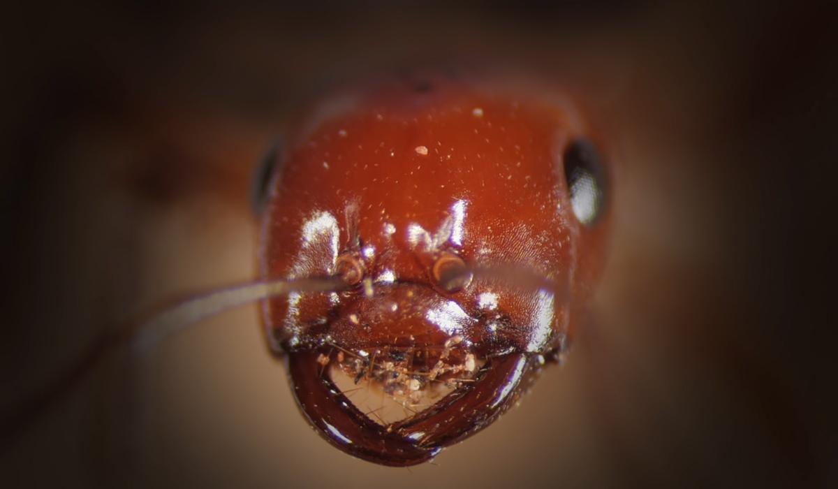 Incredible footage captures the ants that transform other species into ...