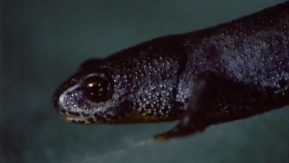 The difference between an enormous beast and a puny newt is just a ...