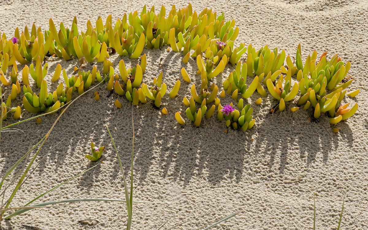 Are halophytes the crop of the future? | Aeon Essays