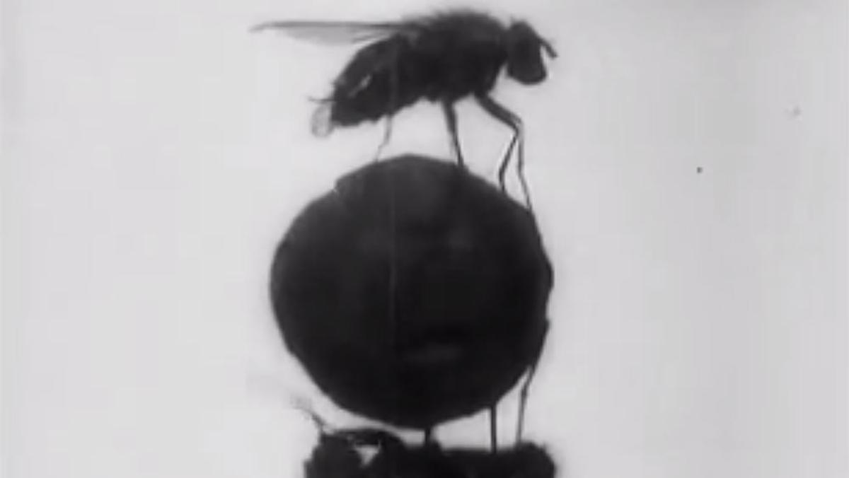 Feet of strength! Spotlight on the amazing agility of houseflies | Aeon ...