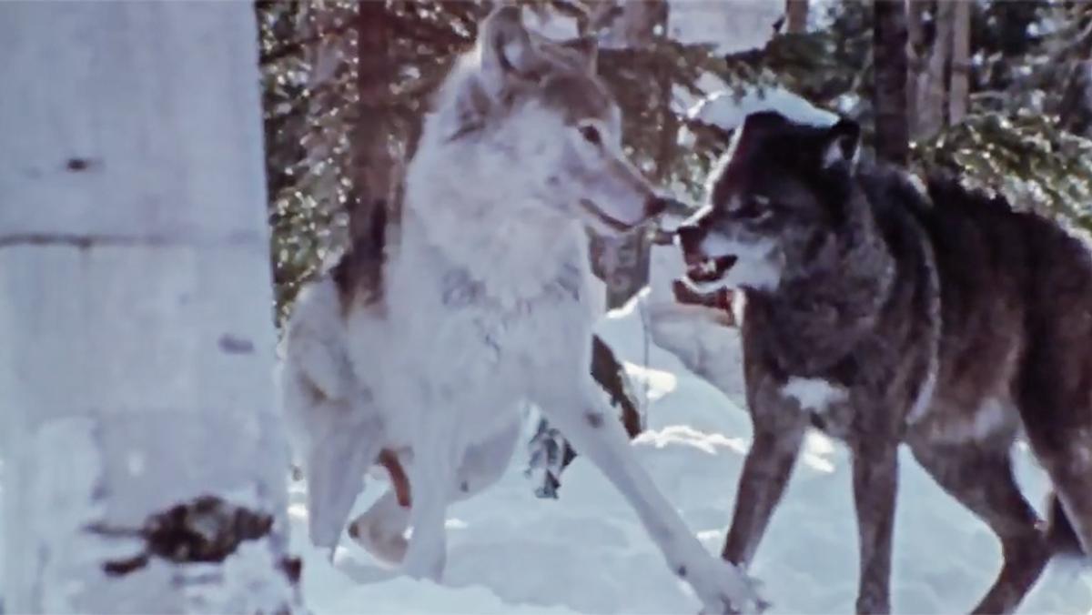 A masterwork of nature filmmaking that helped transform how wolves were ...