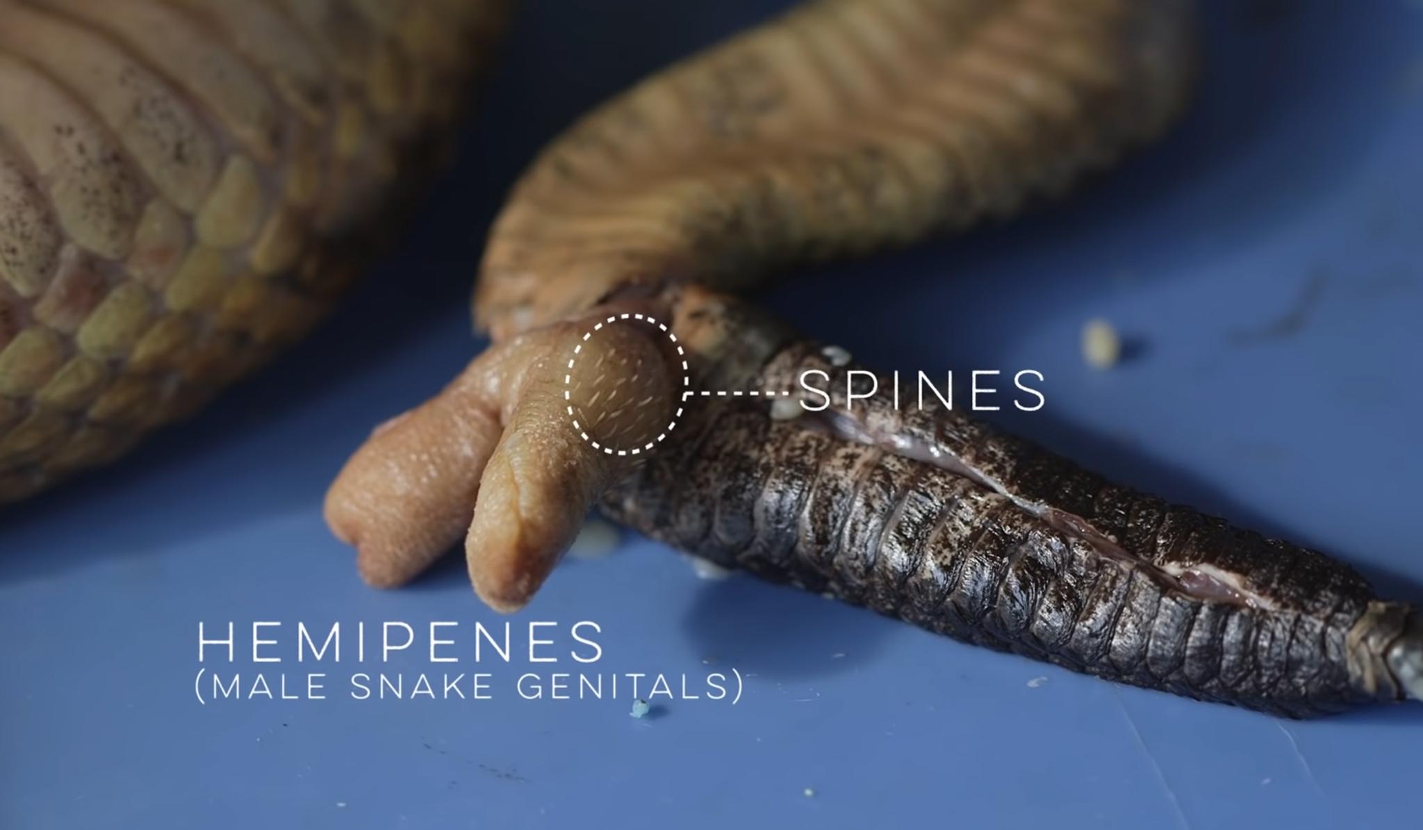 The many ways a lizard tongue sticks, grasps, pinches and plops – in ...