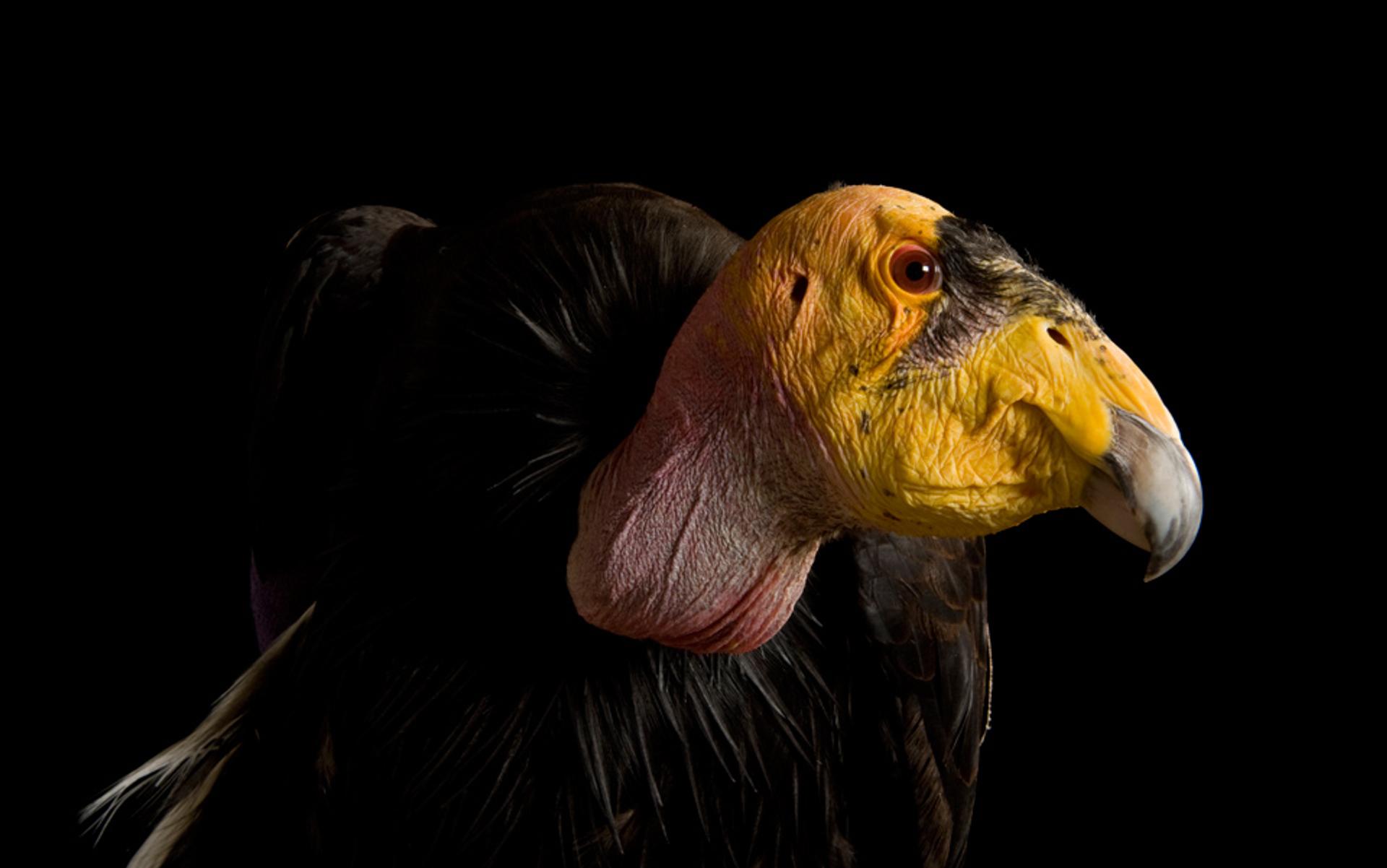 Condors bred in captivity need our tough love | Aeon Essays