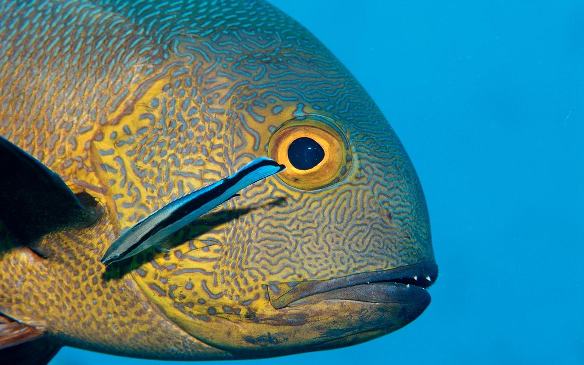 Fish are nothing like us, except that they are sentient beings | Aeon ...