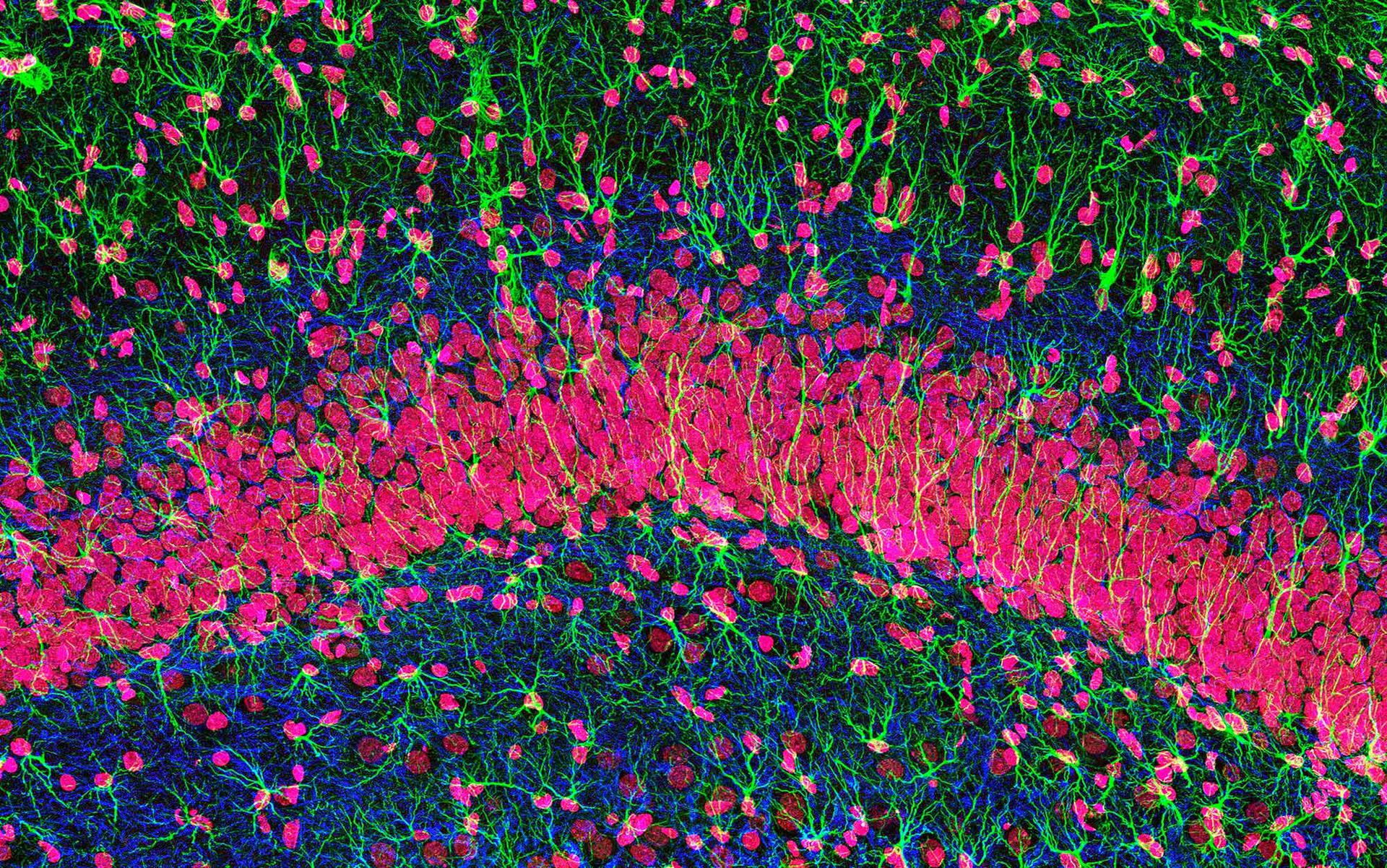 How cognitive maps help animals navigate the world | Aeon Essays