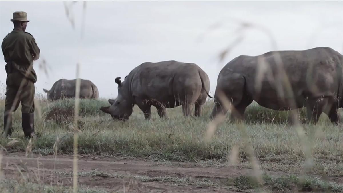 Can the market save an endangered species? South Africa’s rhino horn ...