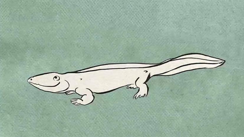 The many ways a lizard tongue sticks, grasps, pinches and plops – in ...