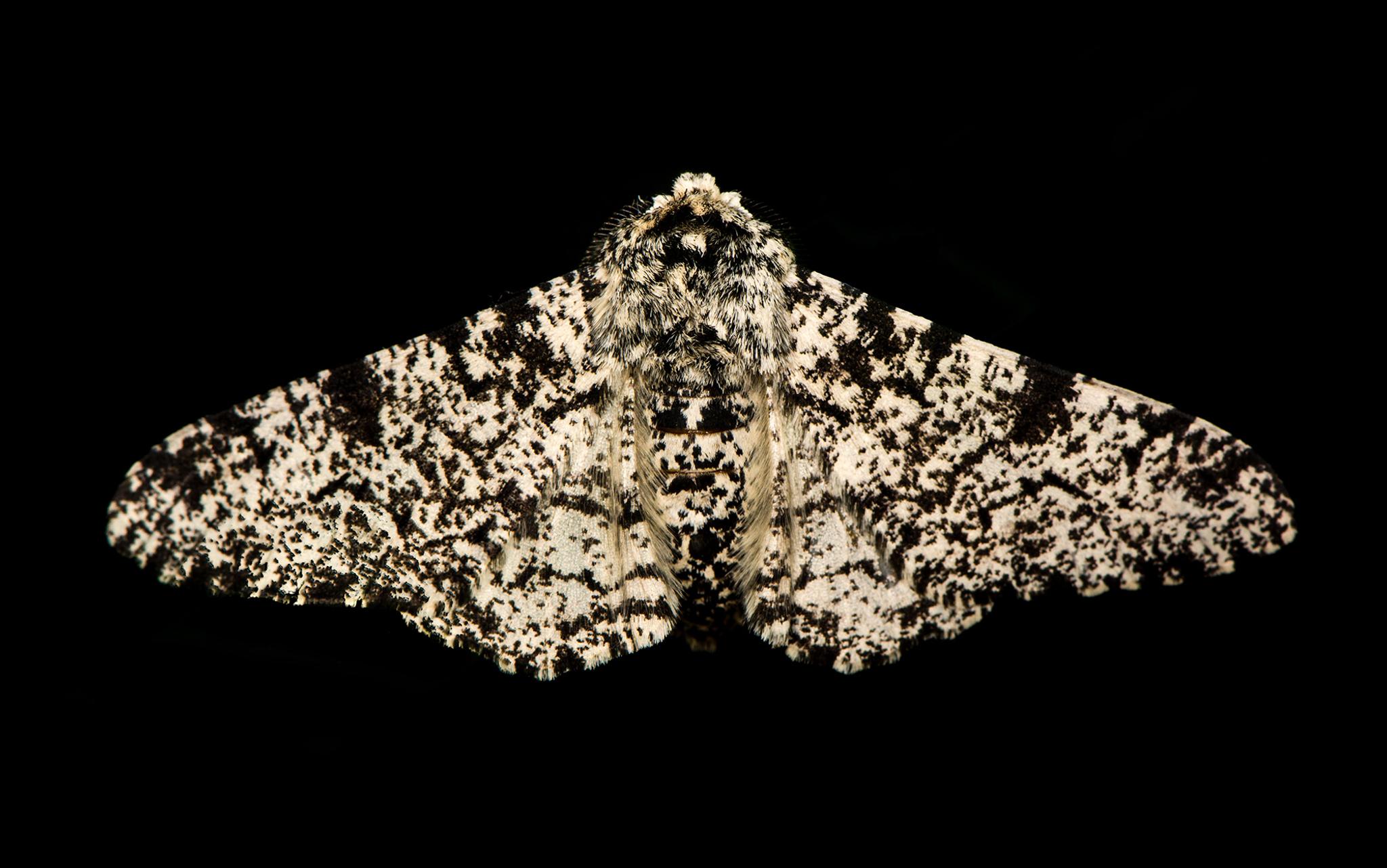 How evolution favoured costly and frivolous animal play | Aeon Essays