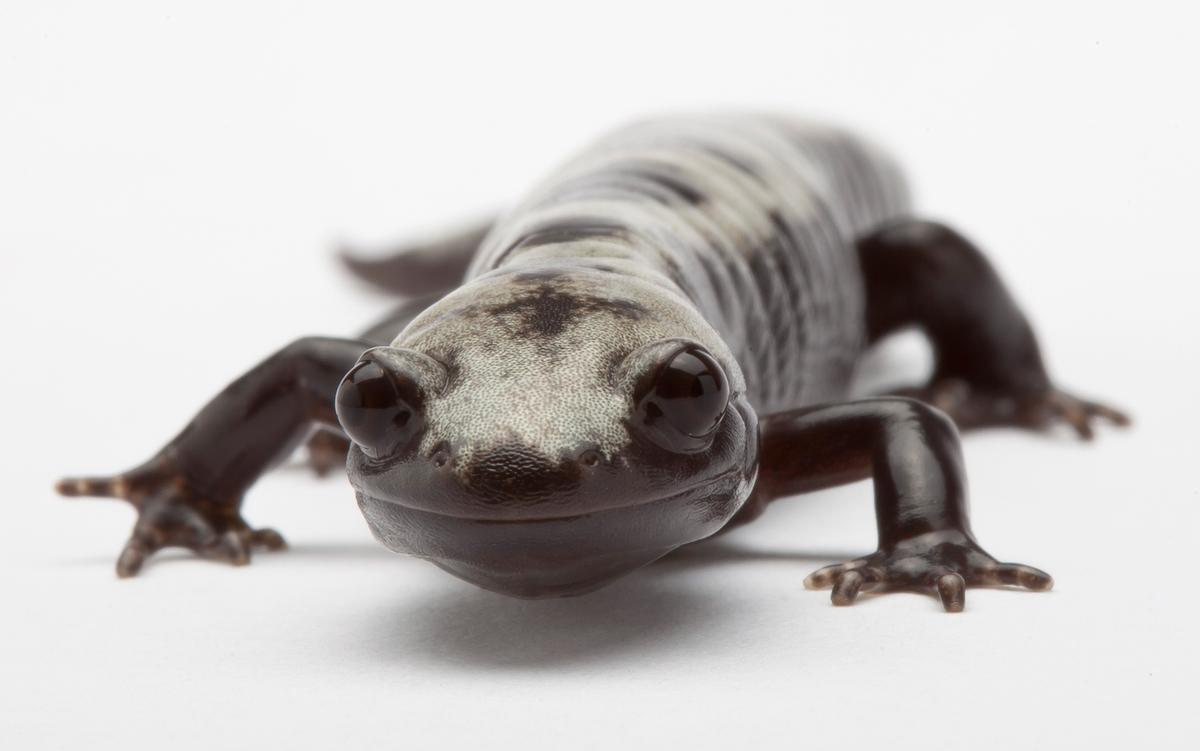 Evolution is a grand process that works even on a tiny scale | Aeon Essays