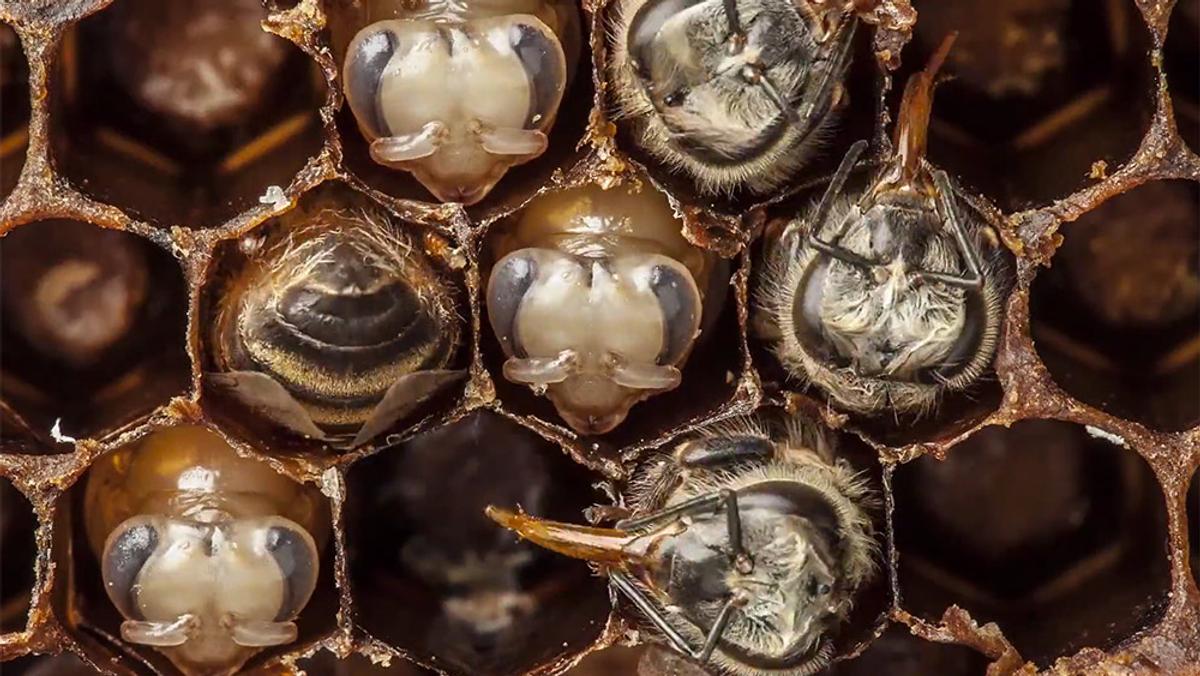From egg to the air: 21 days of bee development condensed into one ...