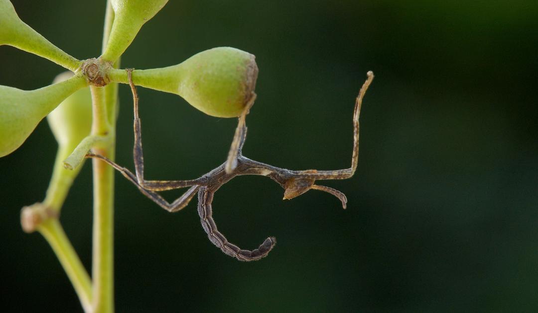 When life is but a stream, insects need something extra-sticky to ...