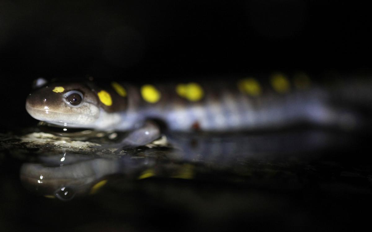 In the age of humans, this salamander has an edge over us | Aeon Essays