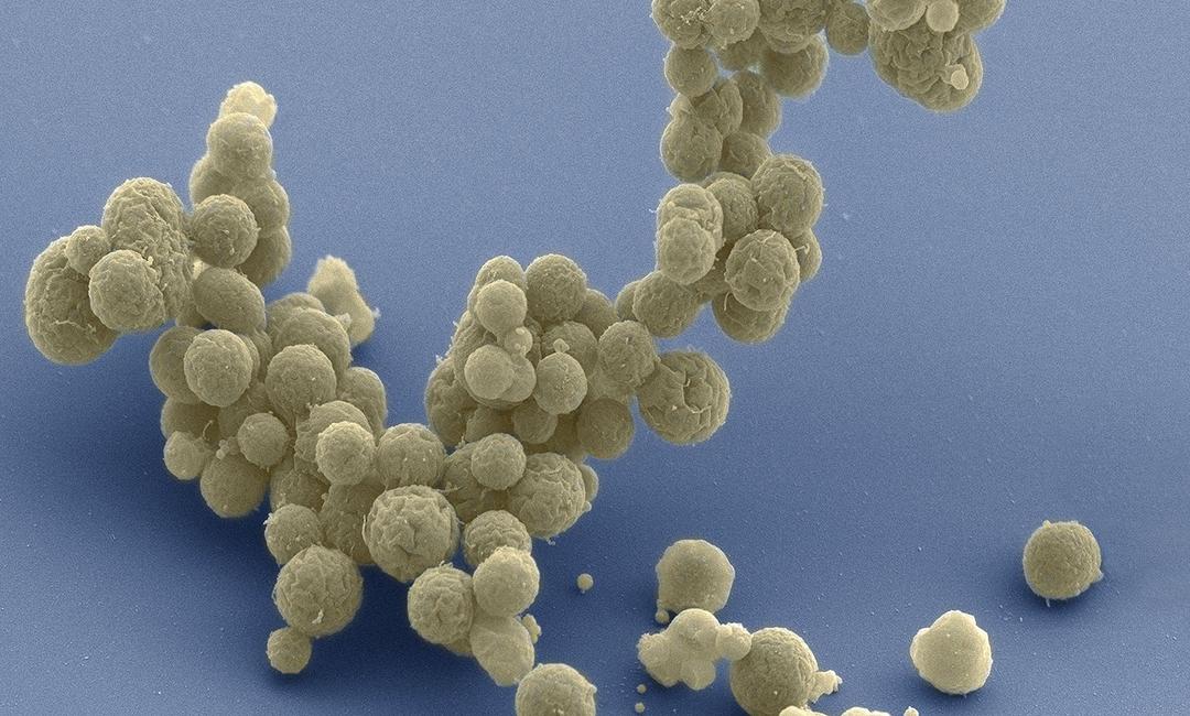 We made a minimal cell and began a synthetic-life revolution | Aeon Ideas