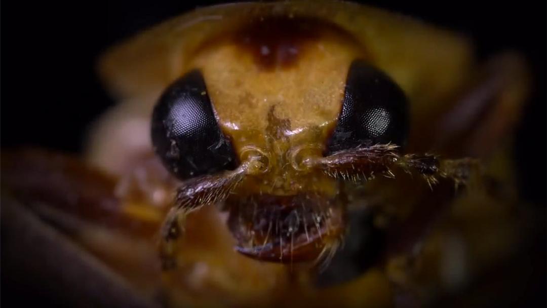 Do we finally understand why winged insects seem drawn to light? | Aeon ...