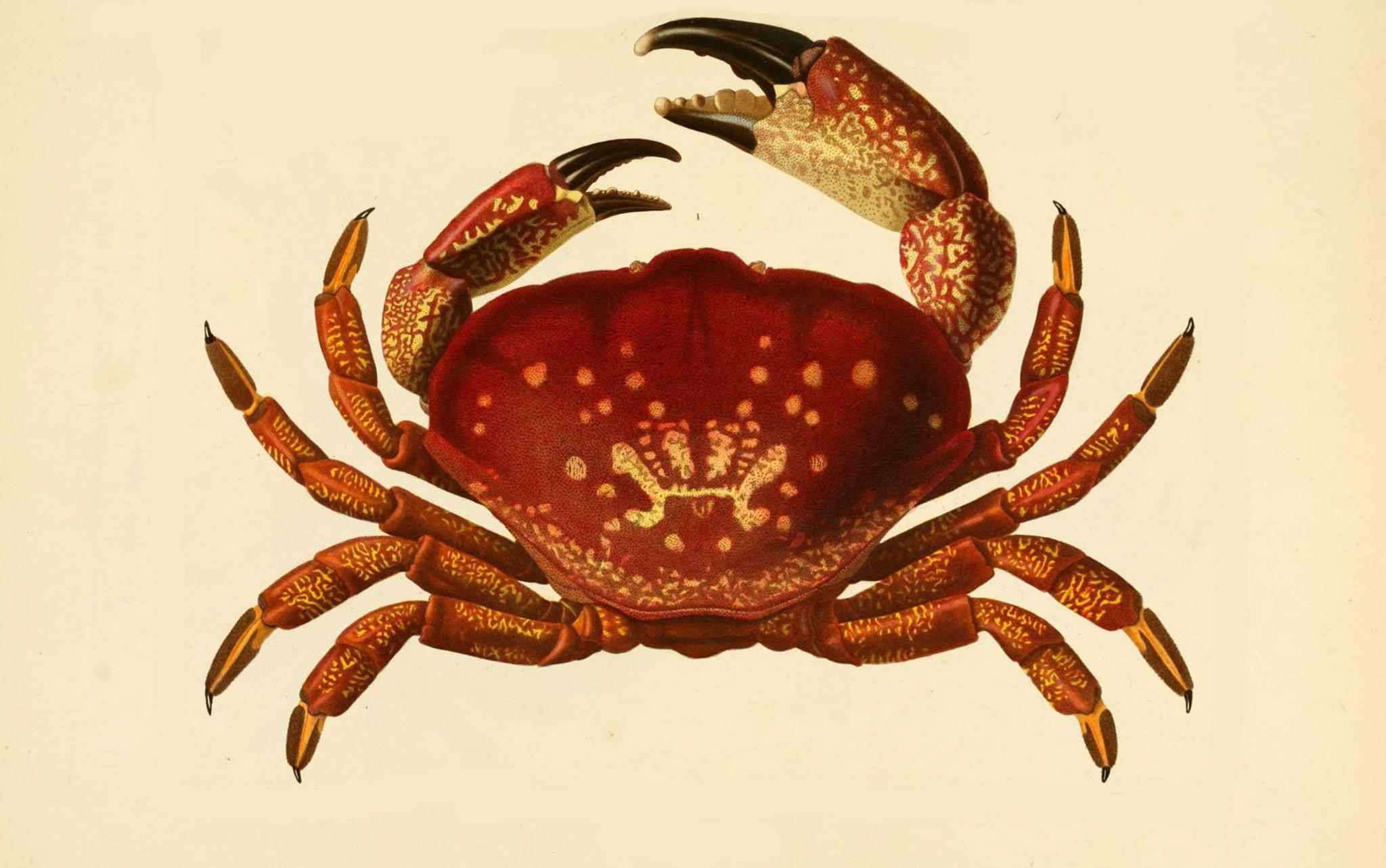 Cancer is the voracious animal that early moderns imagined | Aeon Essays