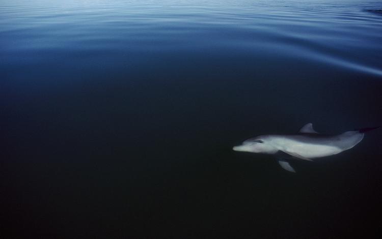 Dolphin intelligence and humanity’s cosmic future | Aeon Essays