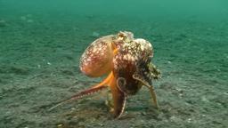 Pearls before squid: how a cephalopod is born, in stunning microscopy ...