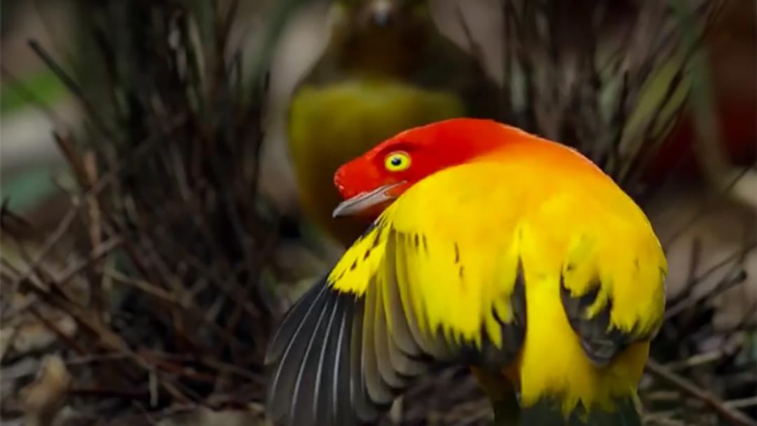 This bird-of-paradise in New Guinea sounds like something from another ...