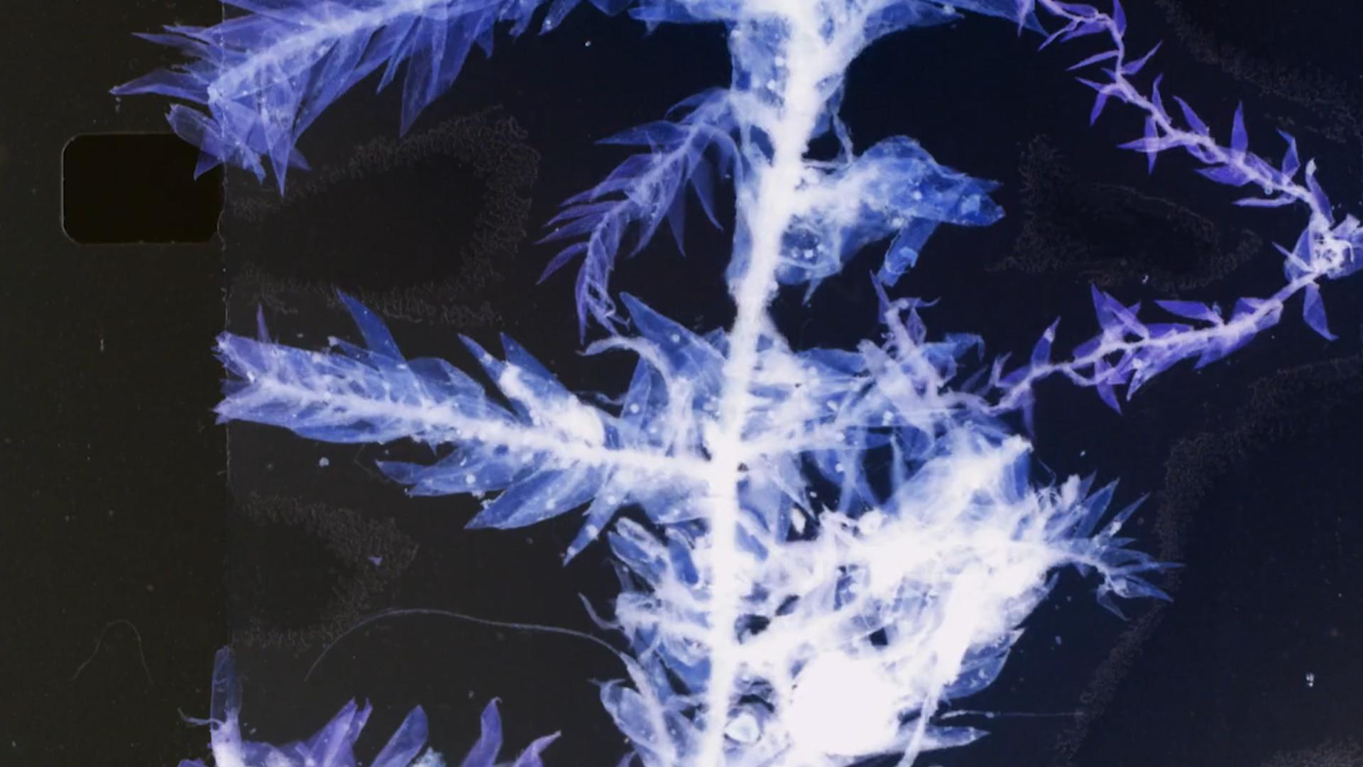 Science — Latest | Aeon